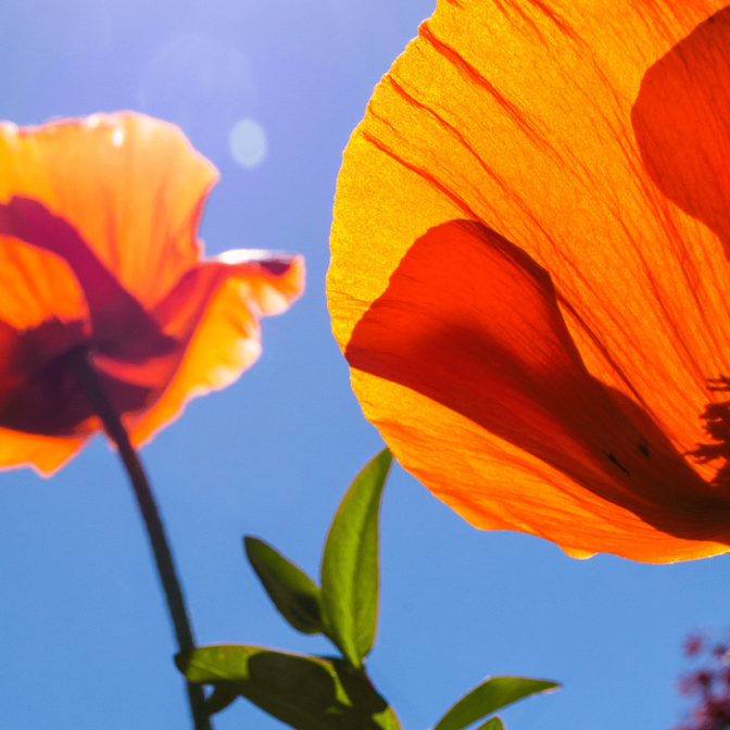 2022 TMAP Registrant Resources - International Trademark Association